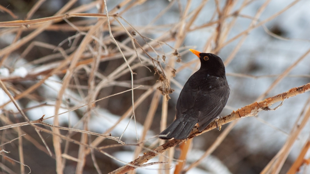 Eurasian Blackbird in April 2023 by Ole Harbosen · iNaturalist