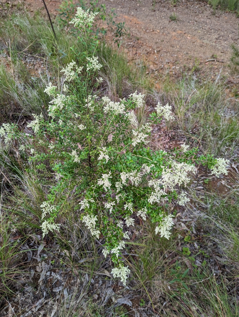 Cassinia in April 2024 by Andrew Murdy · iNaturalist