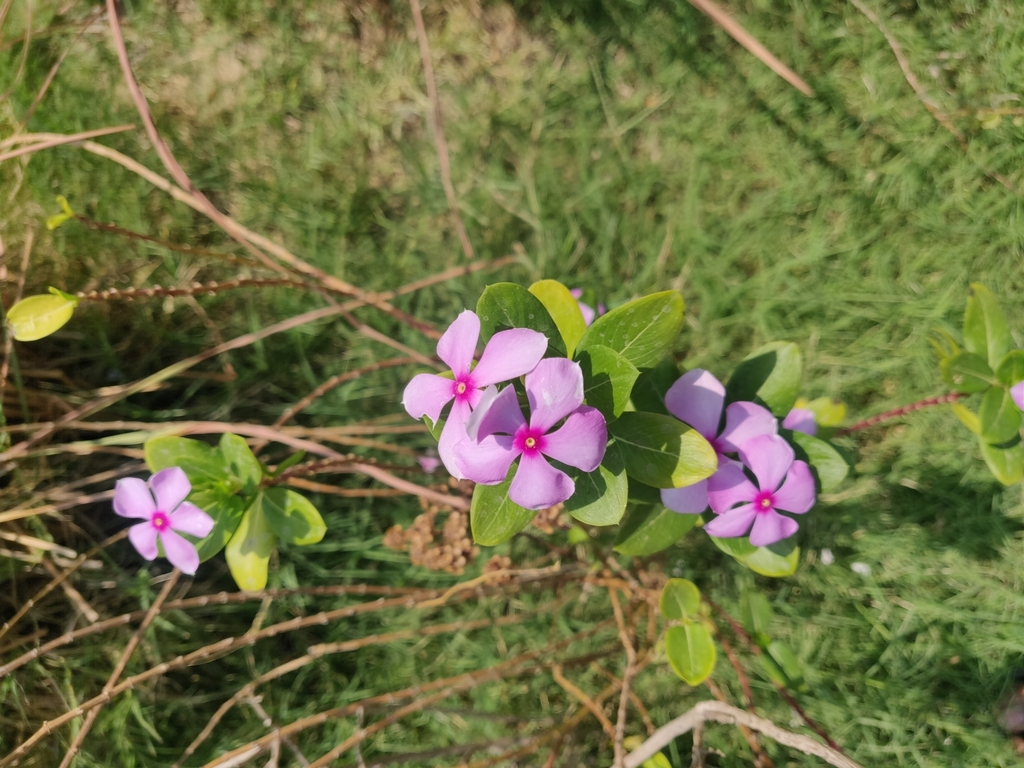 Madagascar Periwinkle from Naranpark Society, Vasant Vihar, Ahmedabad ...