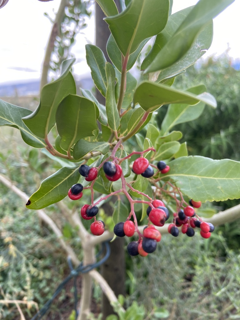 White pear from Witzenberg, Ceres, WC, ZA on April 8, 2024 at 10:35 AM ...