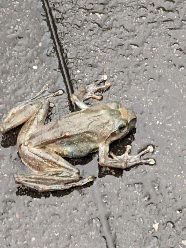 Robust Kajika Frog from New Taipei, TW-NT-TP, TW on April 8, 2024 at 05:30 PM by K L · iNaturalist