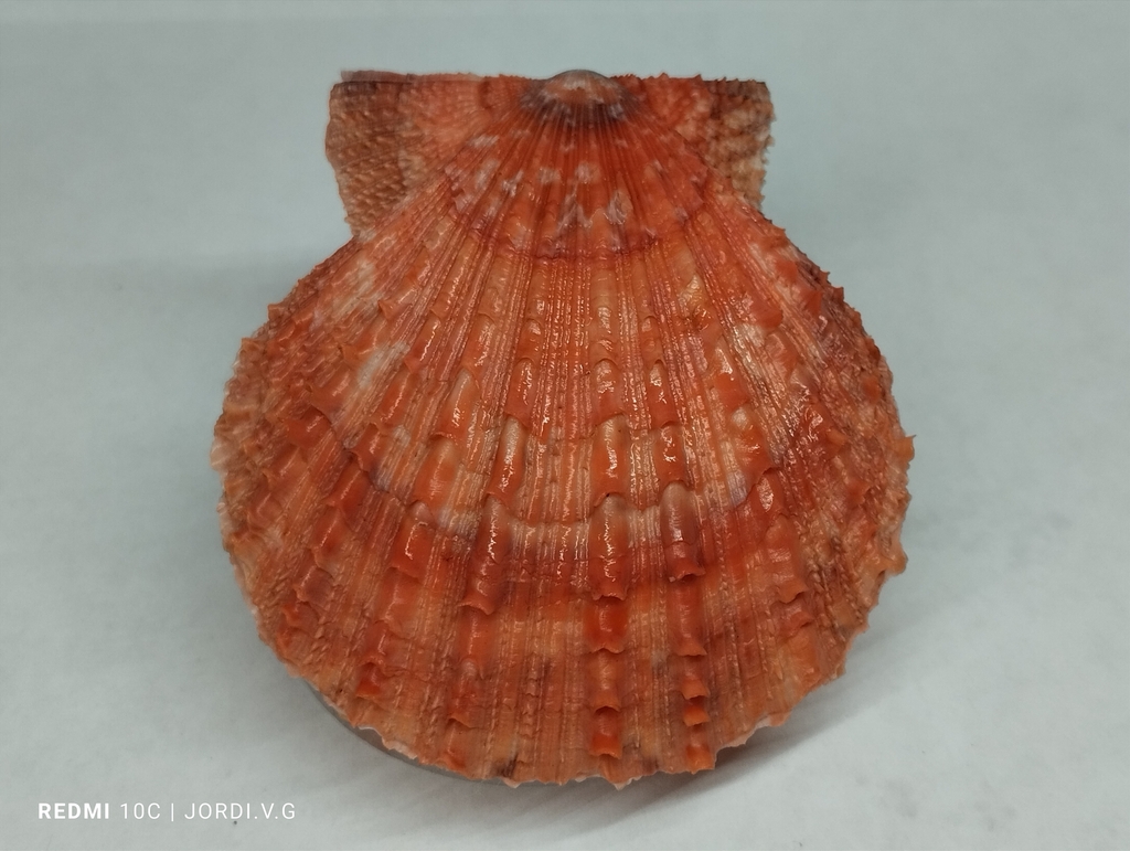 Chinese scallop from China on April 8, 2024 at 11:19 AM by JORDINATURA ...