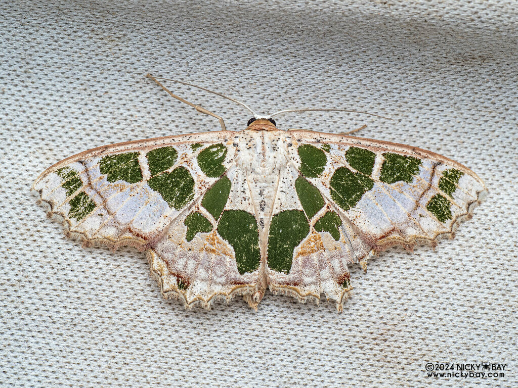 Scopula divisaria from Trusmadi Forestry reserve FMU 10, Apin Apin ...