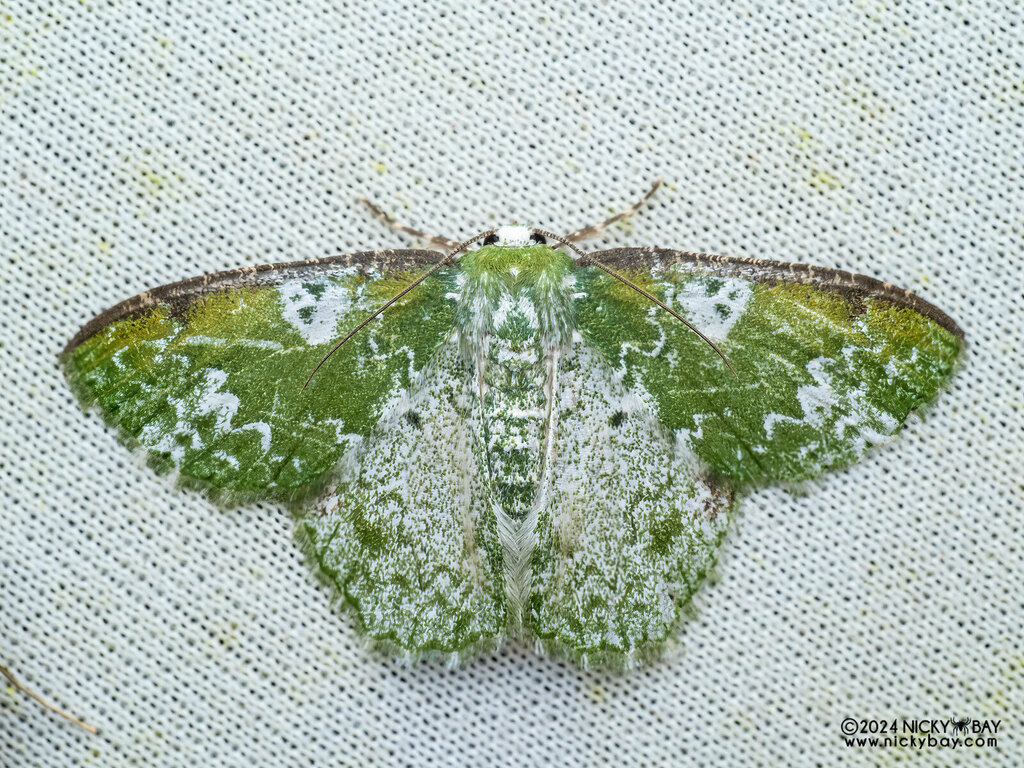 Eucyclodes divapala from Trusmadi Forestry reserve FMU 10, Apin Apin ...