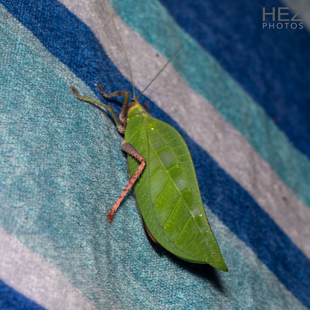 Onomarchus uninotatus from Bahagian Miri, Sarawak, Malaysia on January ...