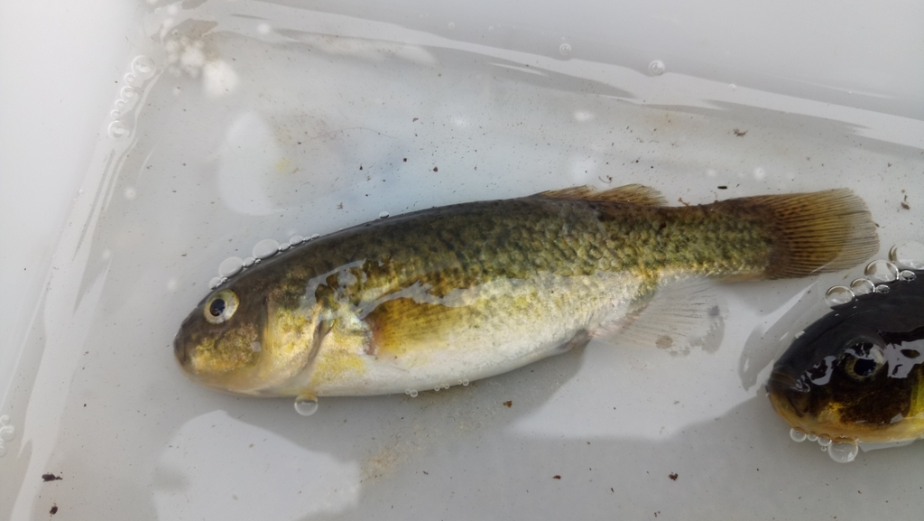 Orestias agassii from 41, Bolivia on April 27, 2019 at 02:31 PM by ...