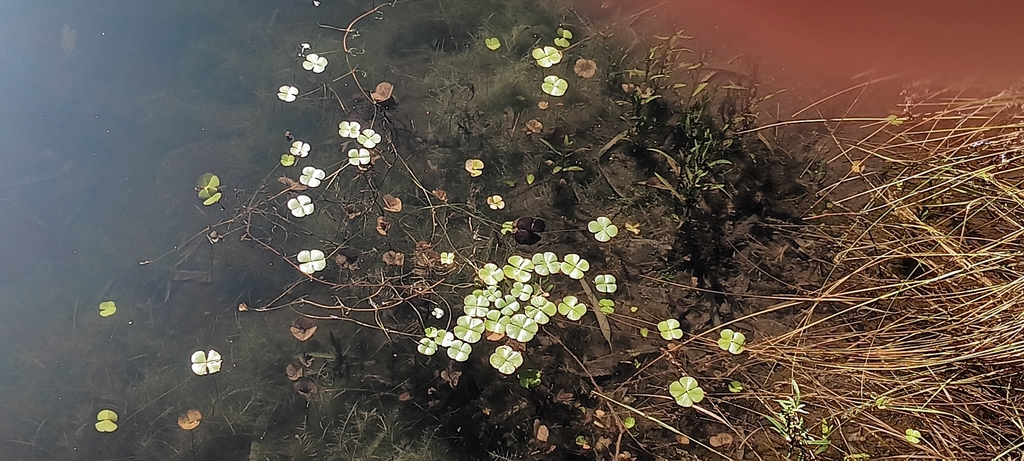 Helicopter Ferns from Petermann NT 0872, Australia on April 6, 2024 at ...