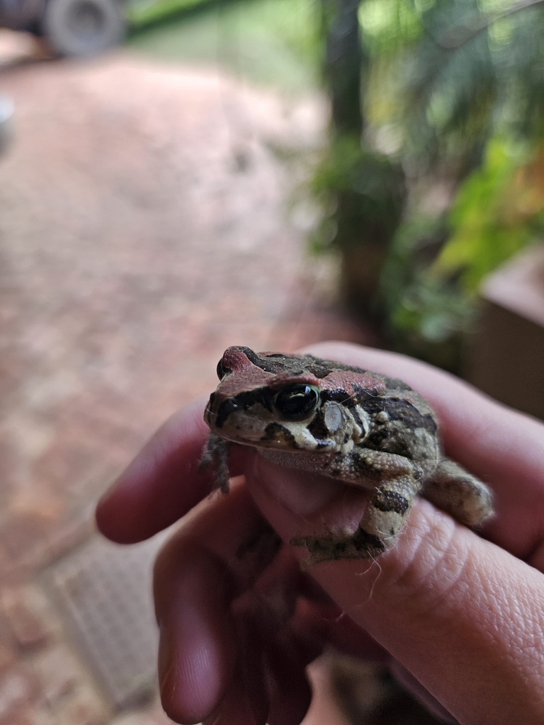 Raucous Toad from Breede River DC, South Africa on April 8, 2024 at 10: ...