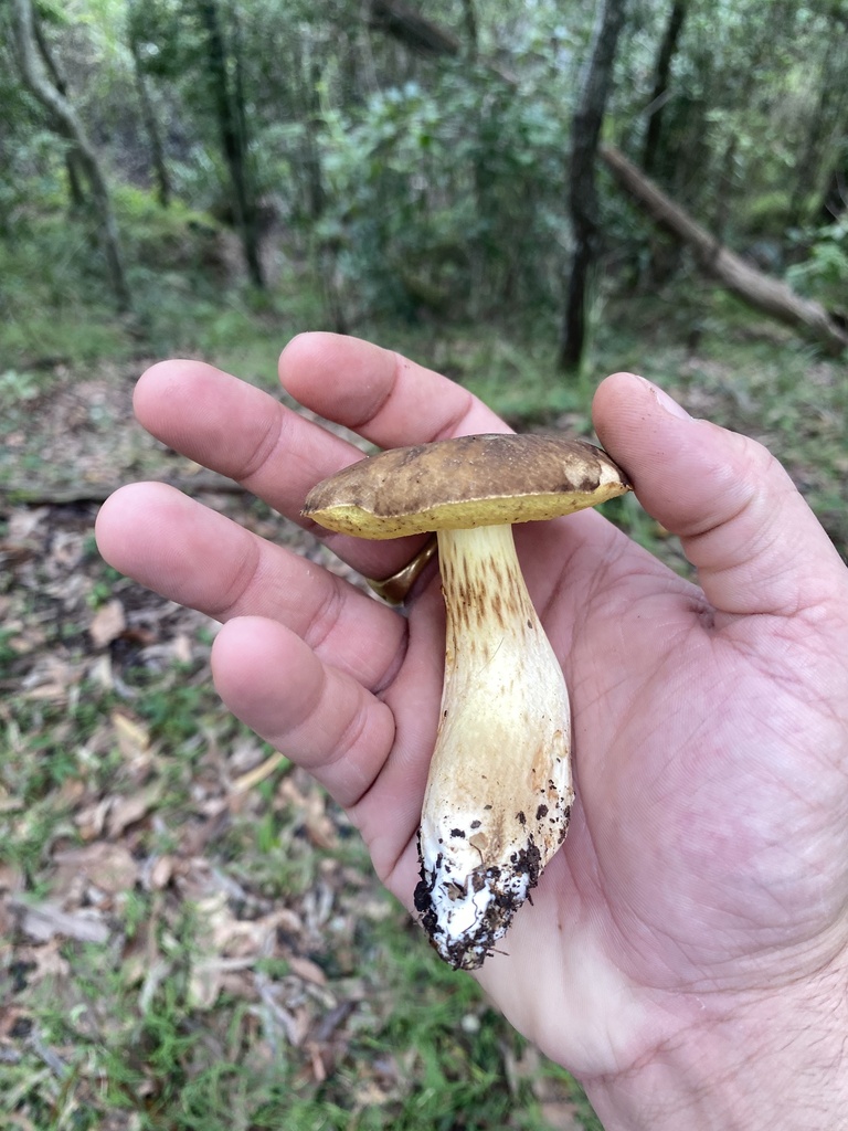 Boletus austroedulis from Murrumba Downs, QLD, AU on March 22, 2024 at ...
