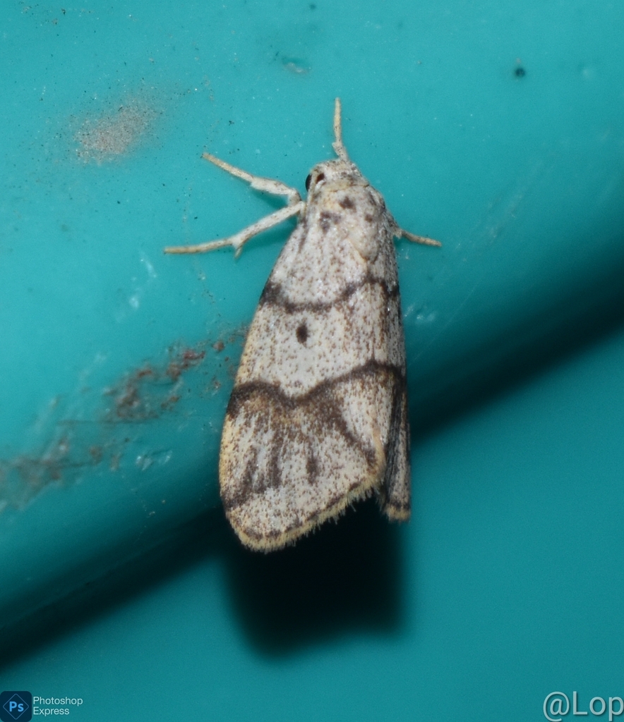 Lichen Moths from Bazaricherra, Karimganj, Assam 788727, India on ...