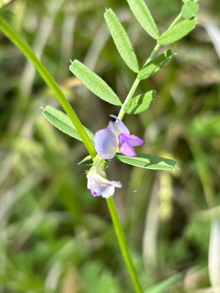 Common Vetch from Bryan County, OK, USA on April 7, 2024 at 10:14 AM by ...