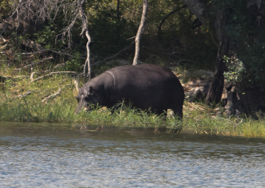 Common Hippopotamus in March 2024 by Robert Ulph · iNaturalist
