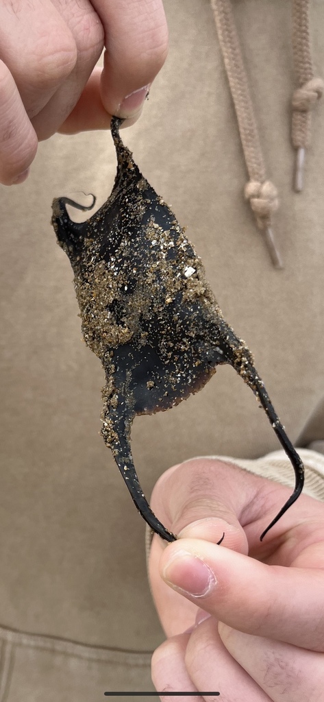 Undulate Skate in April 2024 by Henry Haag · iNaturalist