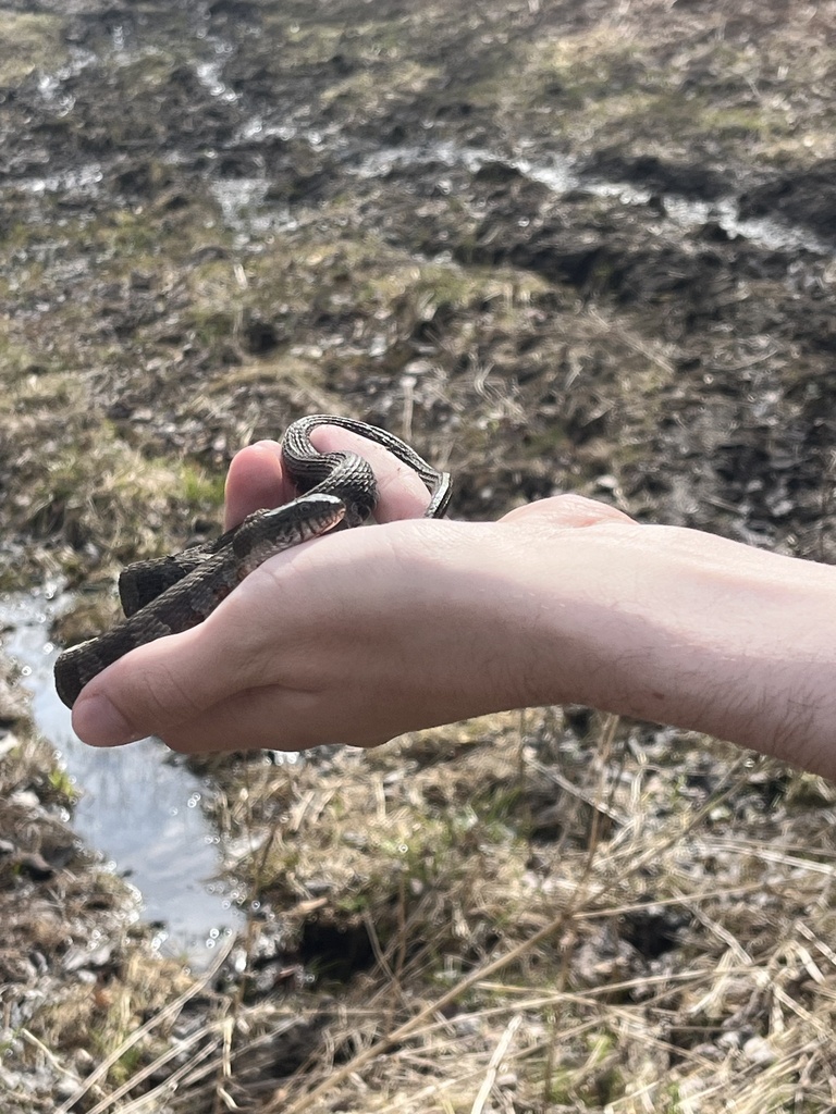 Northern Watersnake in April 2024 by Riley Stanton · iNaturalist