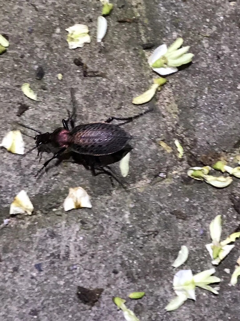 Carabus smaragdinus from Haidian District, Beijing, China on July 26 ...