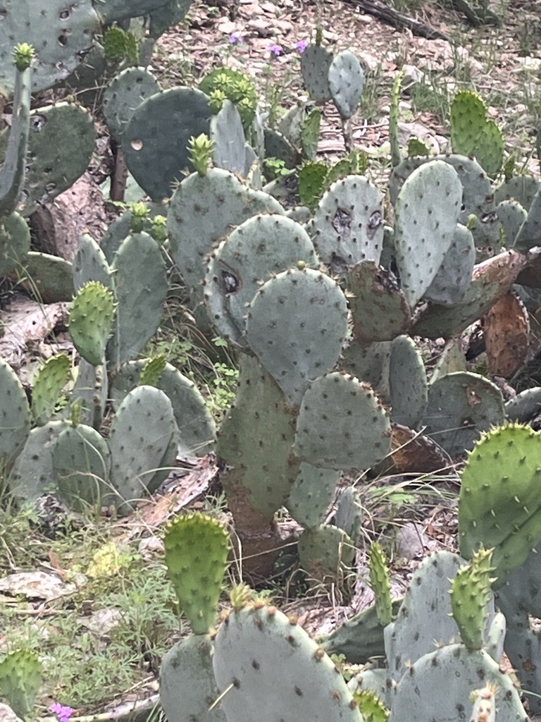Prickly Pears From Trill Hill San Antonio TX US On April 8 2024 At prickly-pears-from-trill-hill-san-antonio-tx-us-on-april-8-2024-at