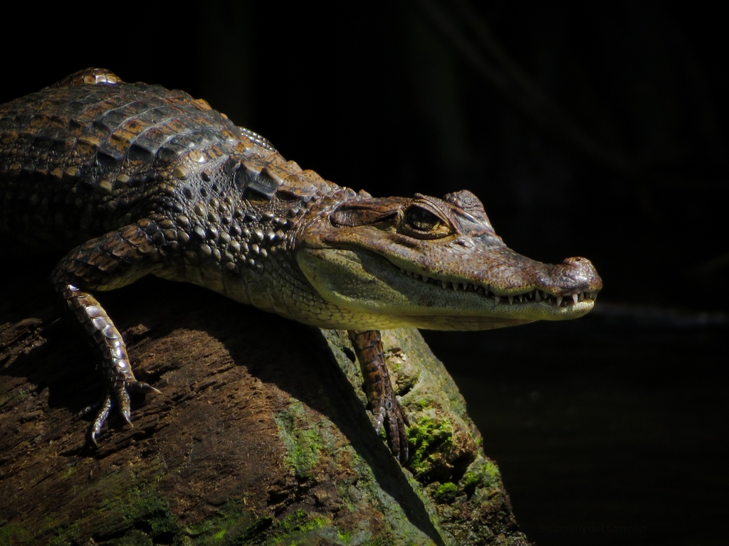 Spectacled Caiman from Chagres, Provincia de Colón, Panama on December ...