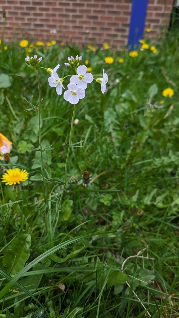 Cuckooflower from Banbury, UK on 08 April, 2024 at 05:27 PM by Nathan ...
