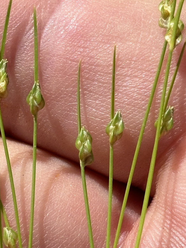 Keeled bulrush from Bryan County, OK, USA on April 7, 2024 at 12:34 PM ...