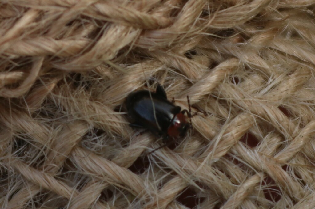 Spinach Flea Beetle from Oil City, PA 16301, USA on April 8, 2024 at 03 ...