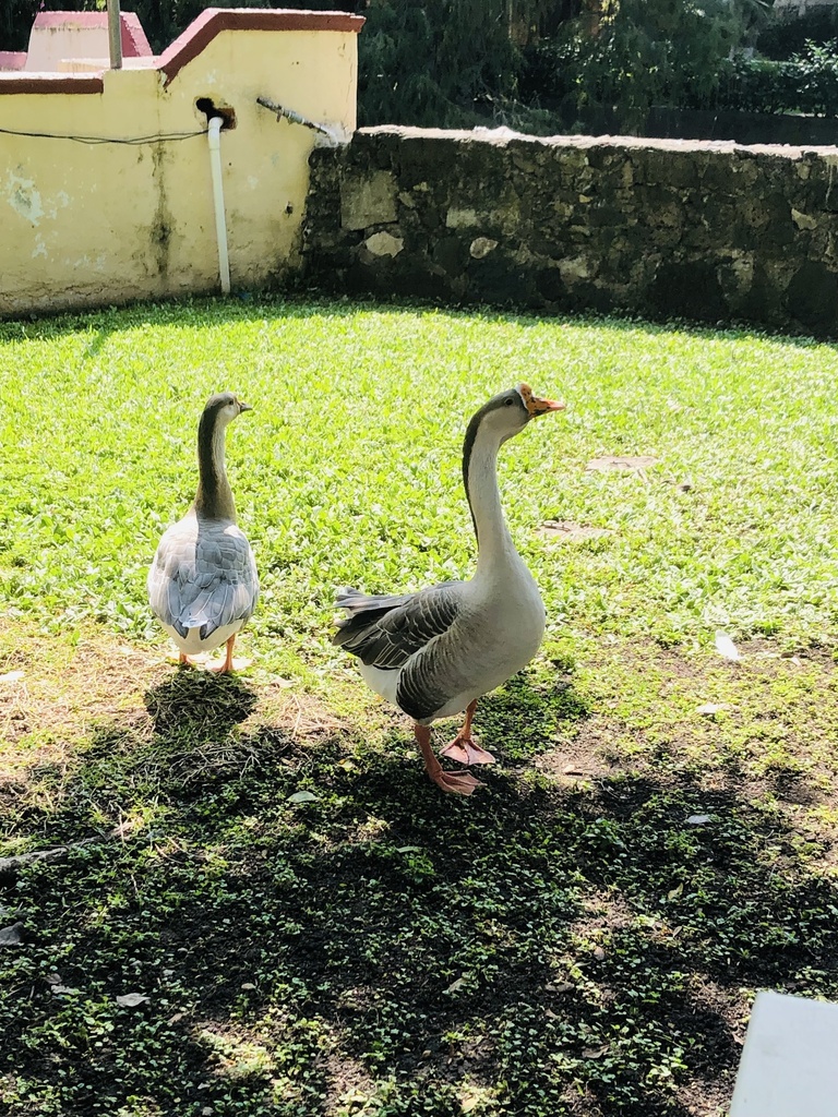 Domestic Swan Goose from Calle Paseo del Pozo, Jiutepec, Mor., MX on ...