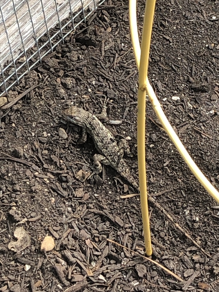 Spiny Lizards from Goforth Rd, Dallas, TX, US on April 07, 2024 at 12: ...