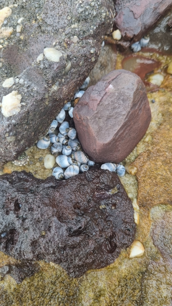 Little Blue Periwinkle from Randwick, AU-NS, AU on April 9, 2024 at 10: ...