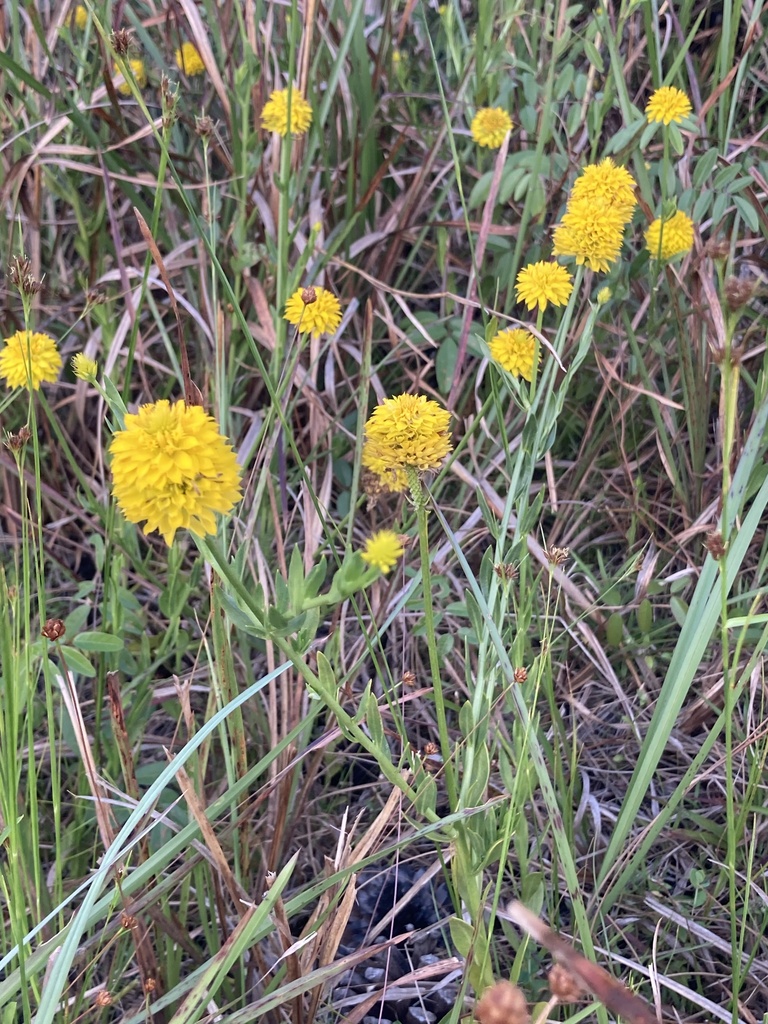 Yellow milkwort from Savannas Preserve State Park, Port Saint Lucie, FL ...