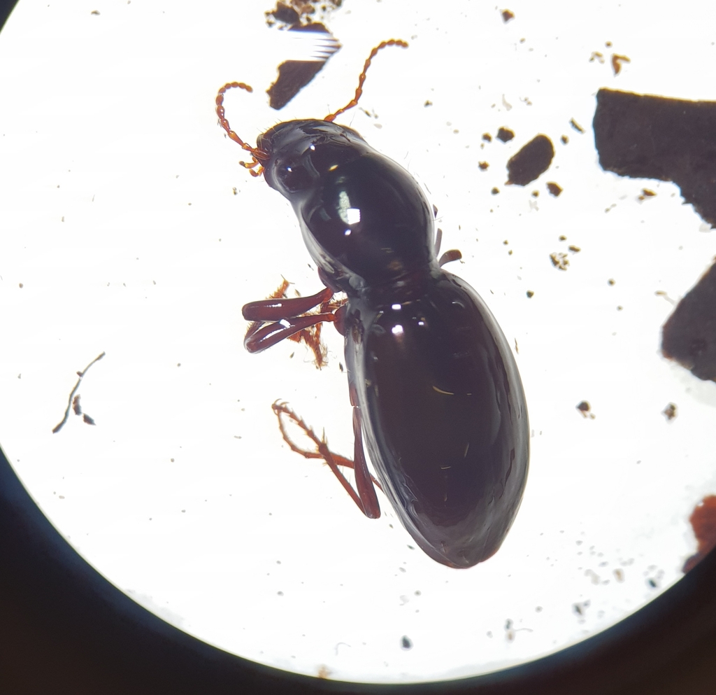 Ground Beetles from Dunkeld VIC 3294, Australia on August 21, 2022 at ...
