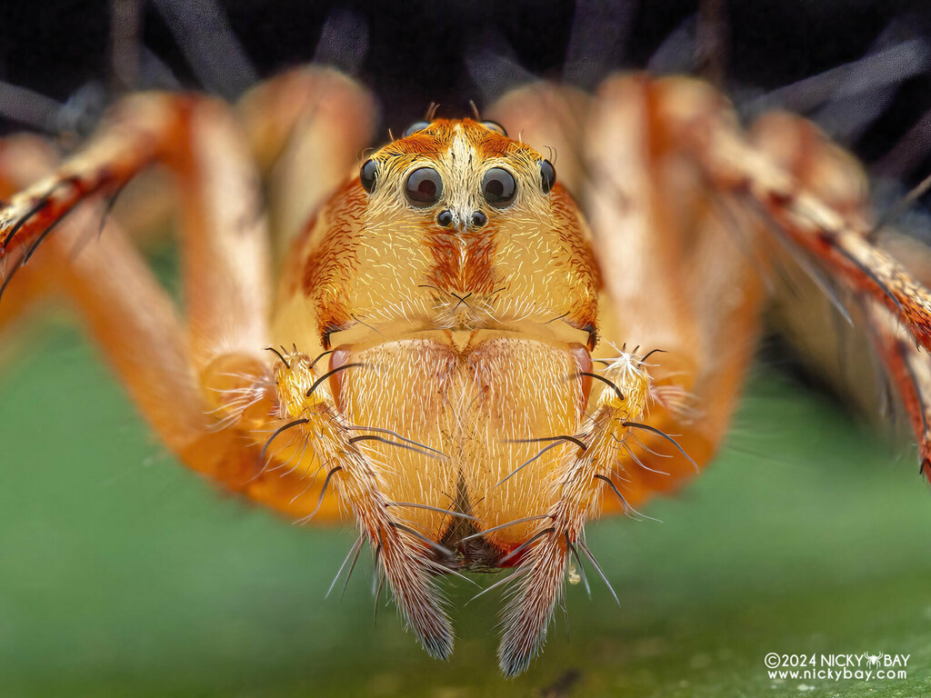 Crowned lynx spiders from Trusmadi Forestry reserve FMU 10, Apin Apin, 89000 Keningau, Sabah ...