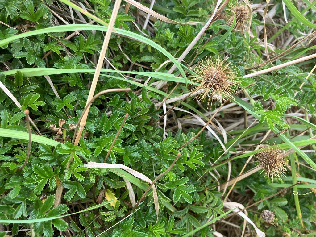 Biddy-biddy in February 2024 by nicnac · iNaturalist