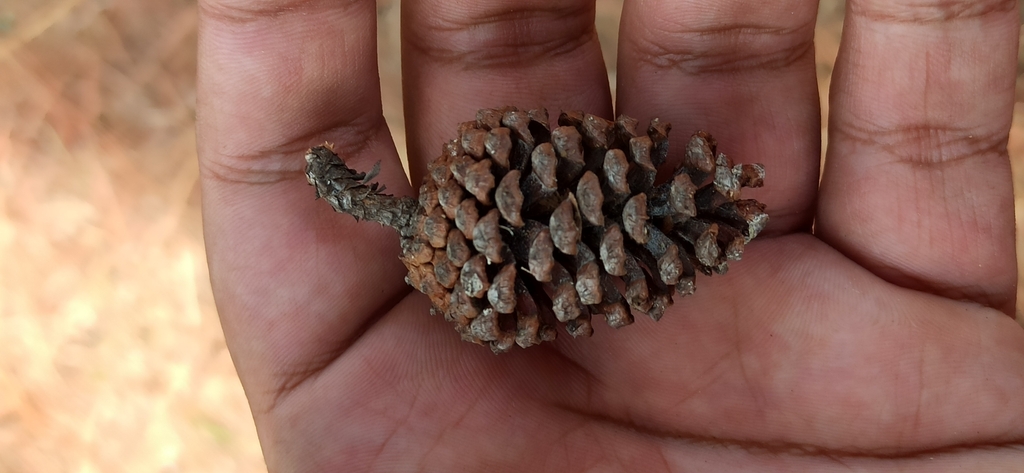 Hartweg's pine from XFJ2+JGP, Santa Ana, El Salvador on April 8, 2024 ...