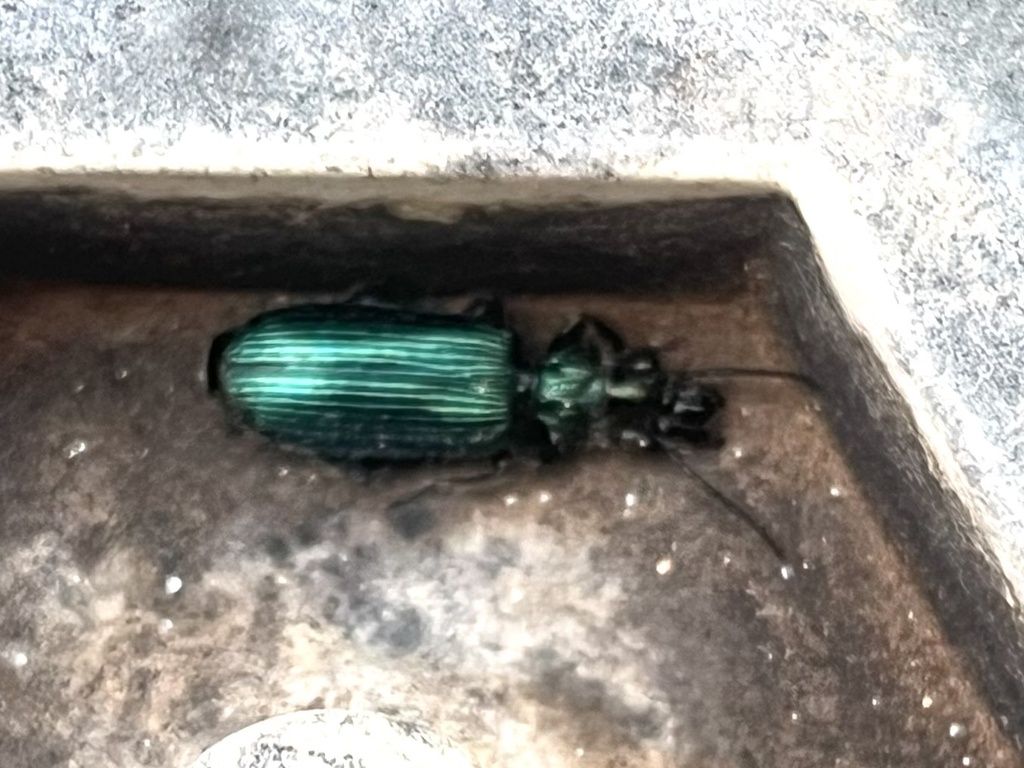 Ground Beetles from Broome Bird Observatory, Roebuck, WA, AU on April 9 ...