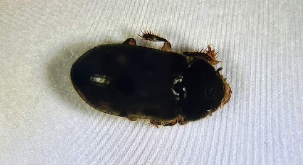 Variegated Mud-loving Beetles from Lick Creek Park, College Station, TX ...