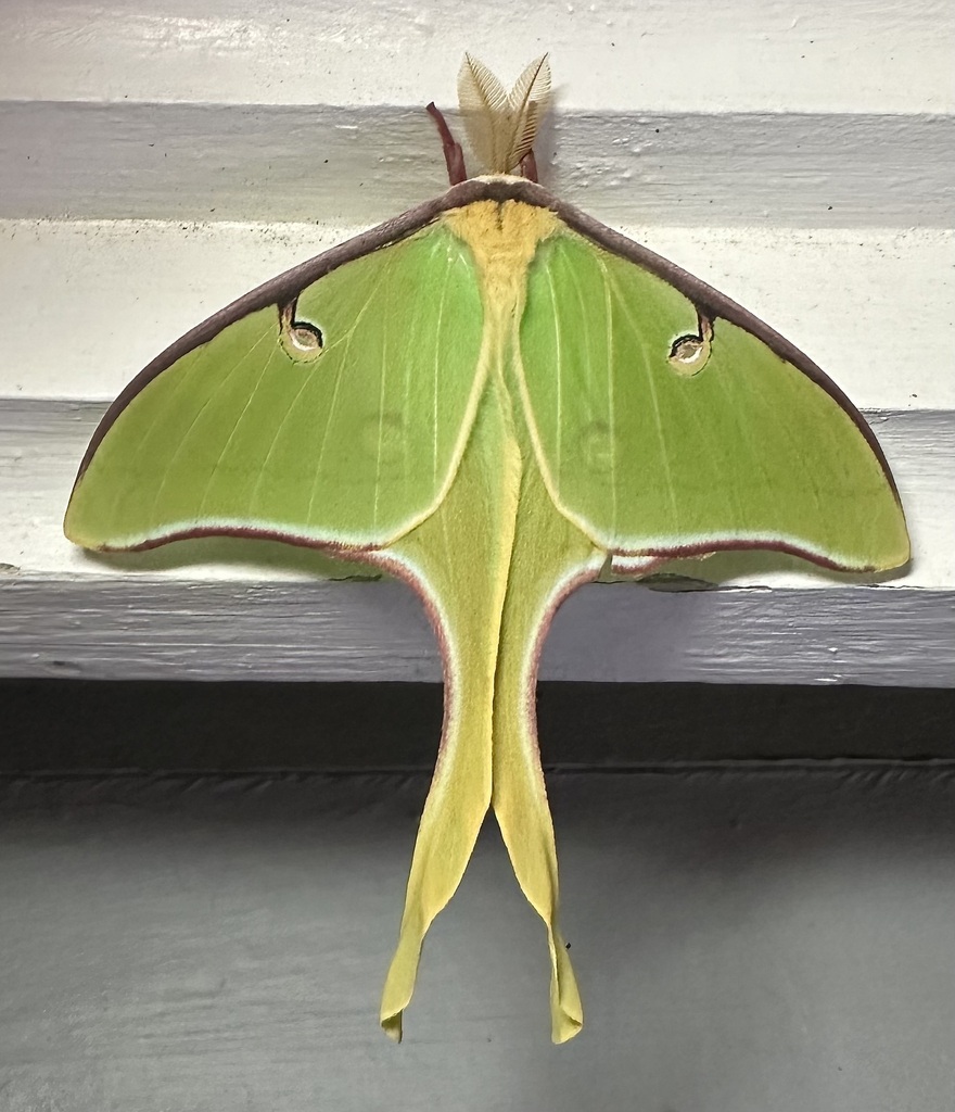 North American Luna Moth From Kdkel Yard On April 8 2024 At 09 56 PM North American Luna Moth From Kdkel Yard On April 8 2024 At 09 56 PM