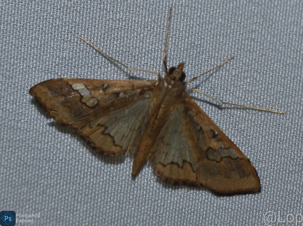 Mung Bean Moth from Bazaricherra, Karimganj, Assam 788727, India on ...