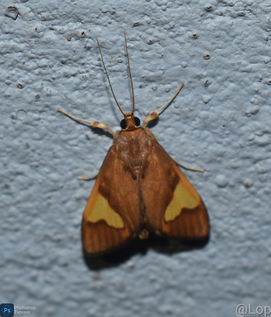 Pearl Moths from Bazaricherra, Karimganj, Assam 788727, India on ...