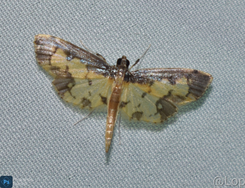 Pearl Moths from Bazaricherra, Karimganj, Assam 788727, India on ...