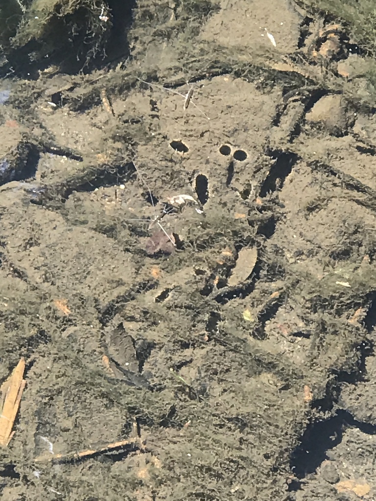 Giant Water Strider from 等々力渓谷公園, 世田谷区, 東京都, JP on April 28, 2019 at 12 ...
