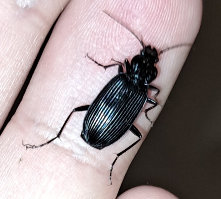 Ground Beetles from Woolloongabba QLD 4102, Australia on April 9, 2024 ...