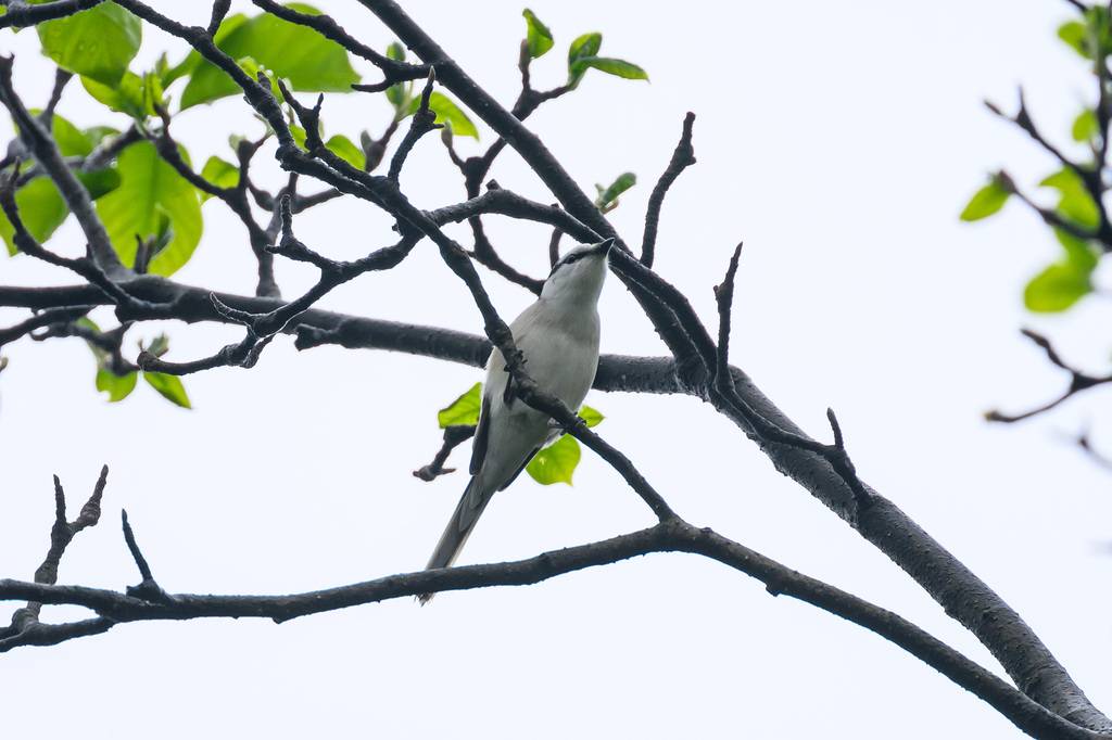 Brown-rumped Minivet from 中国浙江省杭州市西湖区 on April 7, 2024 at 09:48 AM by ...