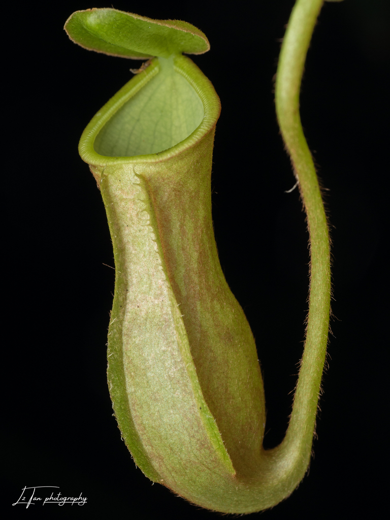 Slender Pitcher-Plant from Penang, Malaysia on April 6, 2024 at 08:17 ...