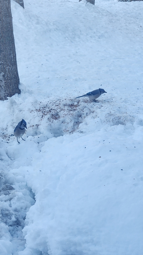 Blue Jay from Paquetville, NB E8R 1B1, Canada on April 8, 2024 at 07:58 ...