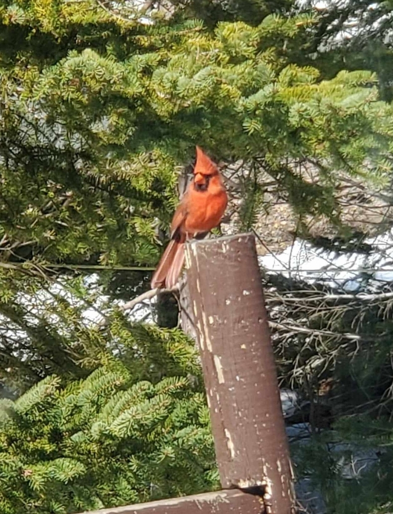 Northern Cardinal from Paquetville, NB E8R 1B1, Canada on November 5 ...