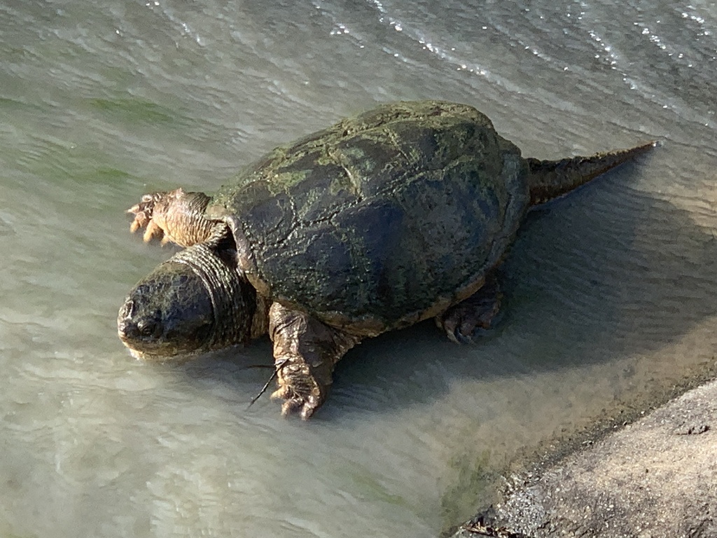 Common Snapping Turtle from Grapevine, TX, US on April 9, 2024 at 09:03 ...