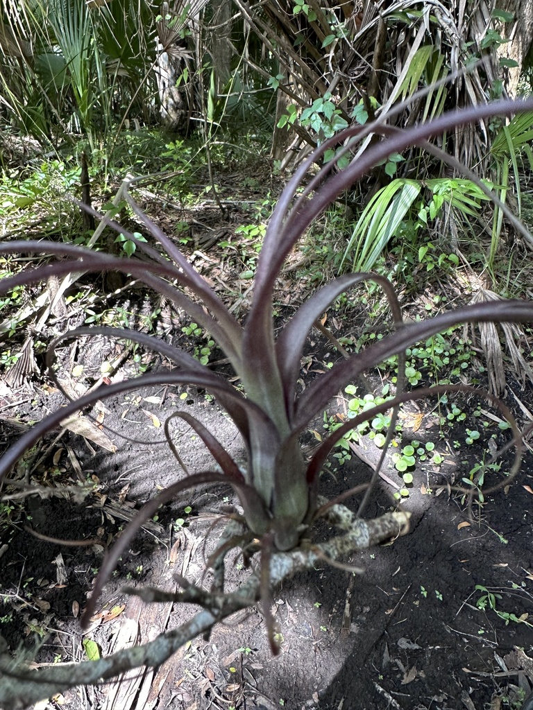 Balbis' airplant in April 2024 by Bryan Ames · iNaturalist