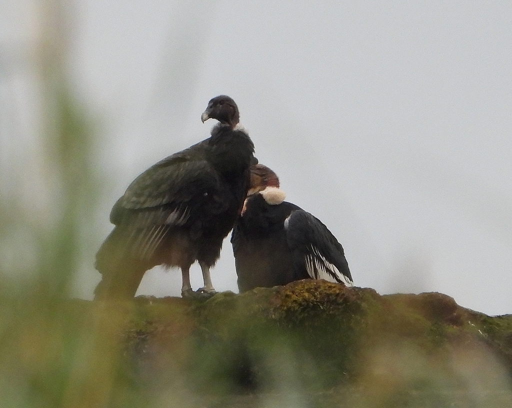 Andean Condor in February 2024 by Jenny Pansing. 9407exinP 9409e Flickr ...