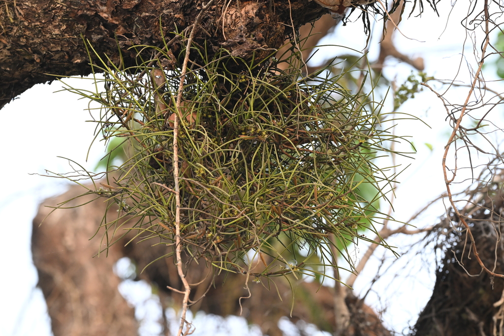 Velvet Orchids from Chaudharikamat, Mechinagar 57200, Nepal on April 8 ...