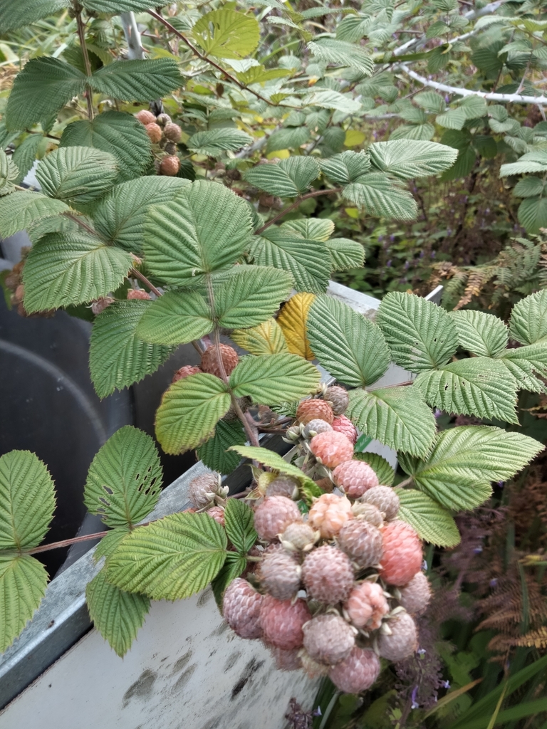 Ceylon Raspberry from Ehlanzeni, ZA-MP, ZA on April 9, 2024 at 03:23 PM ...