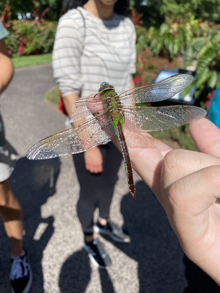 Common Green Darner from Missouri Botanical Garden, St. Louis, MO, US ...